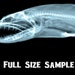 Sea Creature Skeleton X-ray Images / Digital Download / Commercial Use ...
