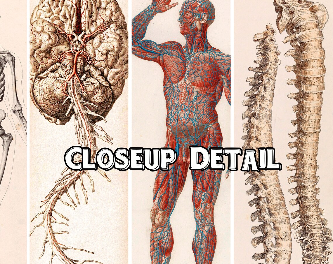 Vintage Anatomy Printable Bookmarks / Digital Download / - Etsy
