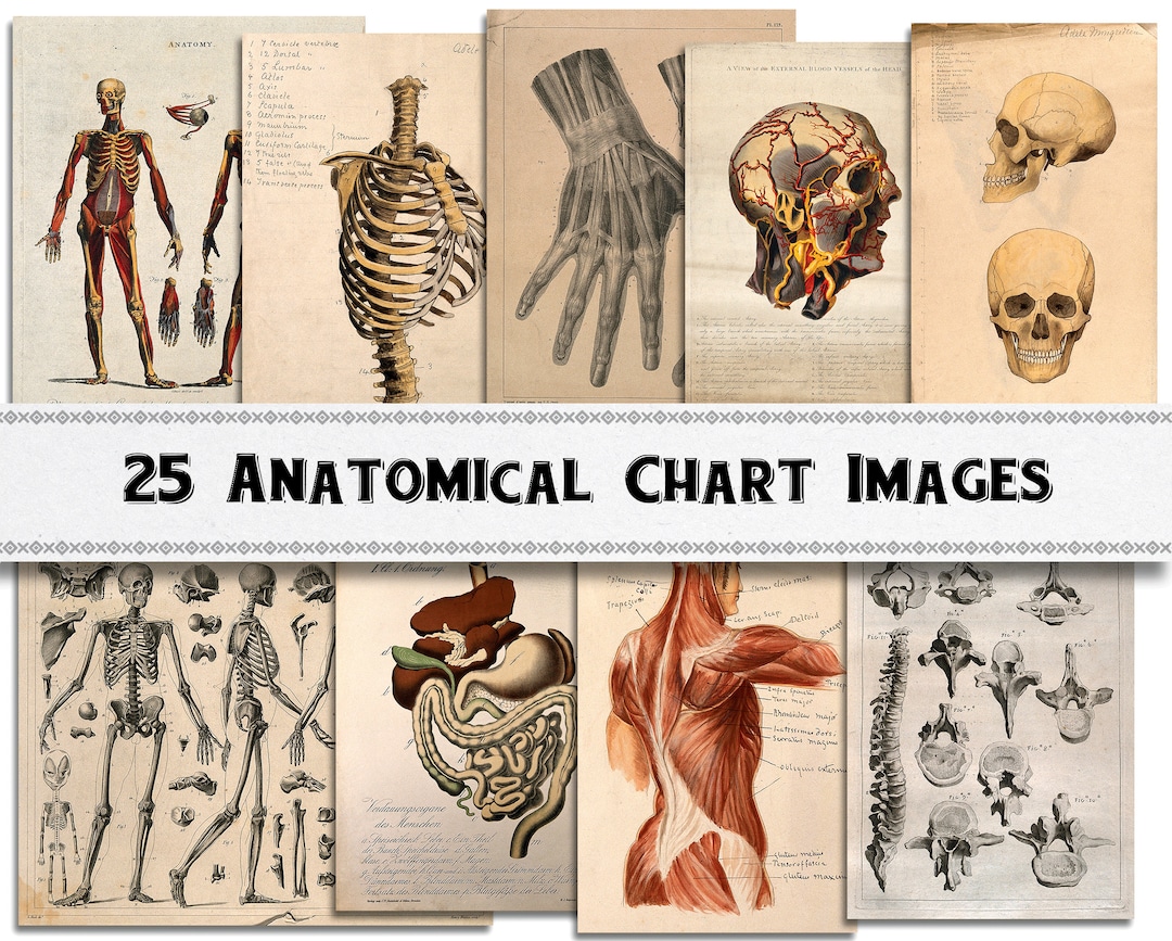 Anatomical Chart Drawing Images / Digital Download / - Etsy