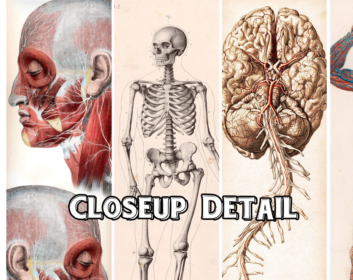 Vintage Anatomy Printable Bookmarks / Digital Download / - Etsy
