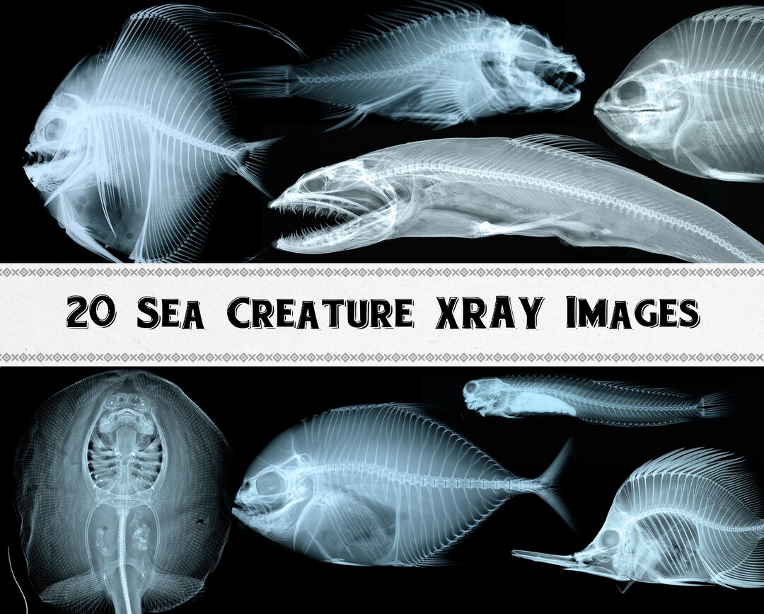 Sea Creature Skeleton X-ray Images / Digital Download / - Etsy