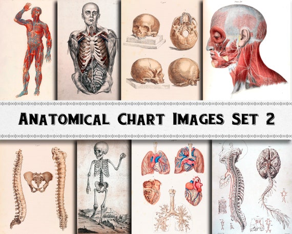 Anatomical Chart Drawing Images Set 2 / Digital Download / - Etsy
