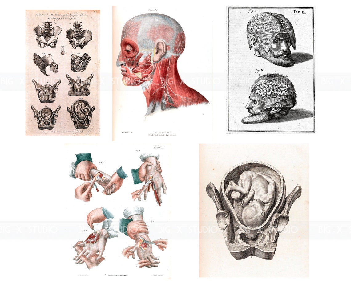 Anatomical Chart Drawing Images Set 2 / Digital Download / - Etsy