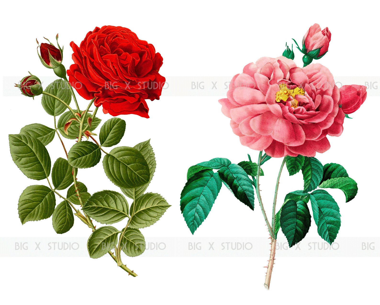 Vintage Rose Illustration PNG Images / Digital Download / - Etsy