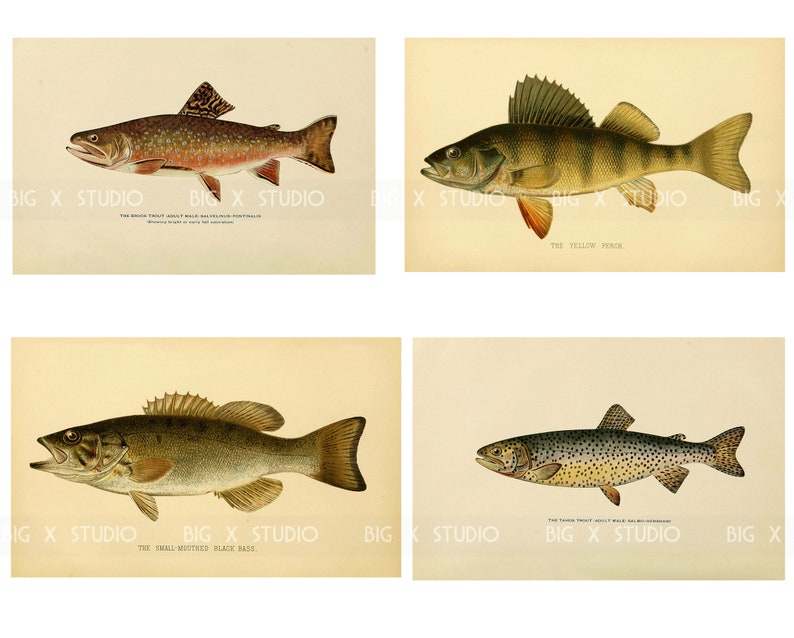 Vintage Freshwater Game Fish Images / Digital Download / - Etsy