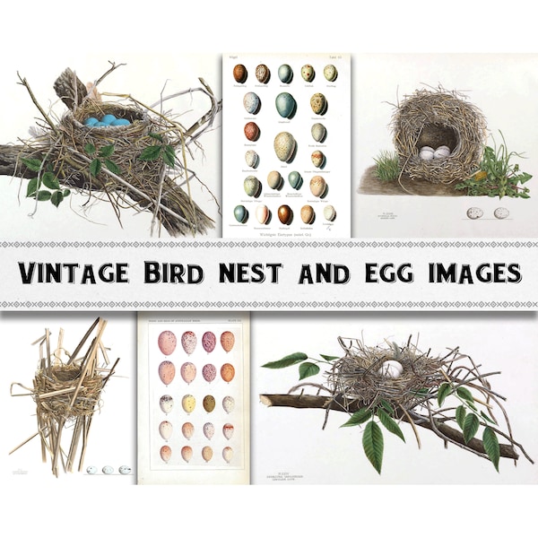 Bird Eggs - Etsy