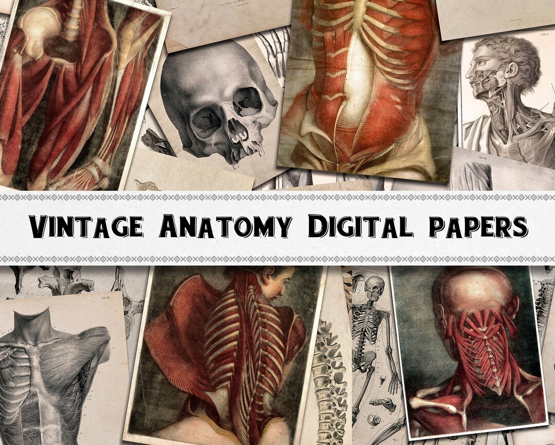 Vintage Human Anatomy Digital Papers / Skeleton Scrapbook - Etsy