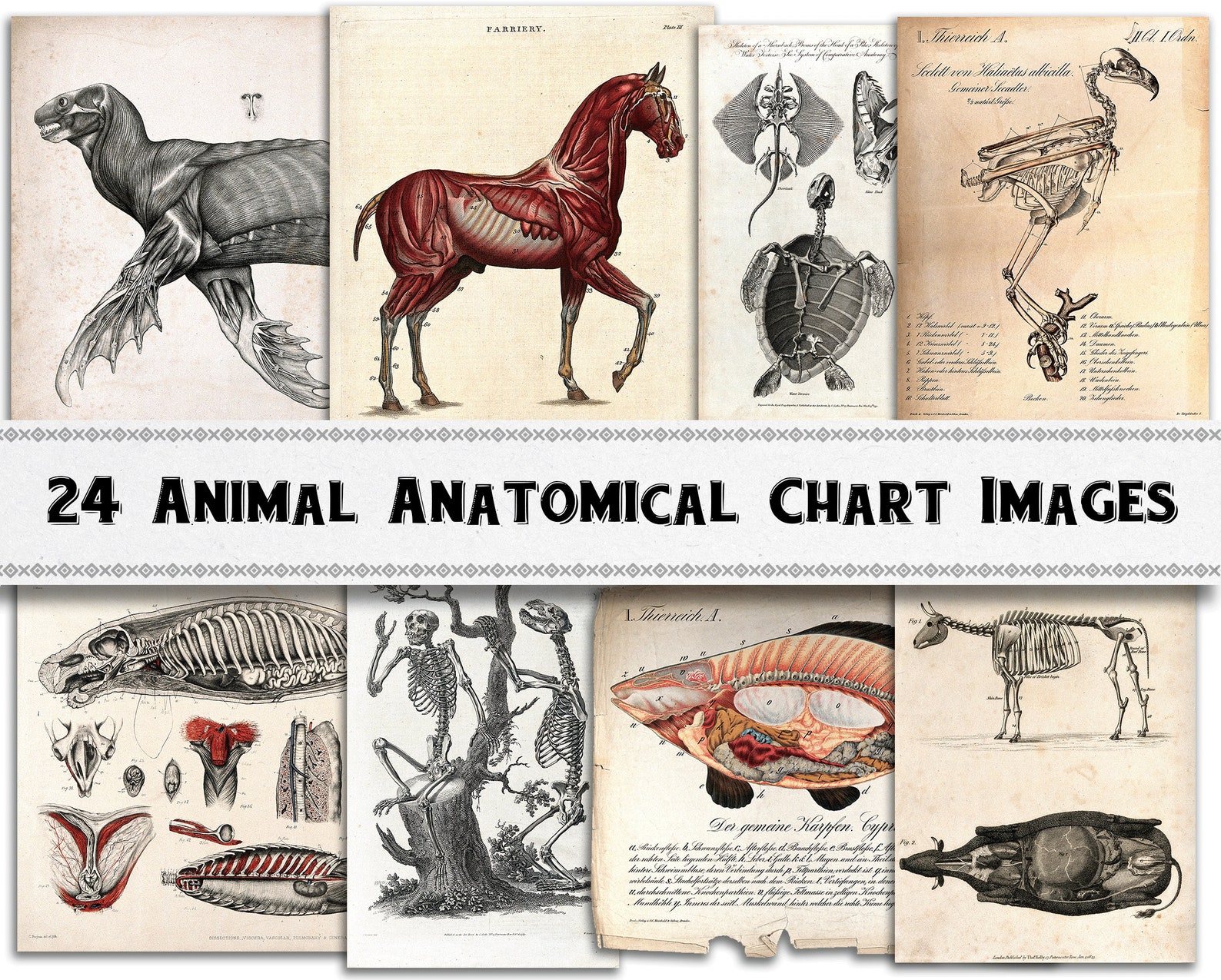 Animal Anatomy Images / Digital Download / Commercial Use / - Etsy