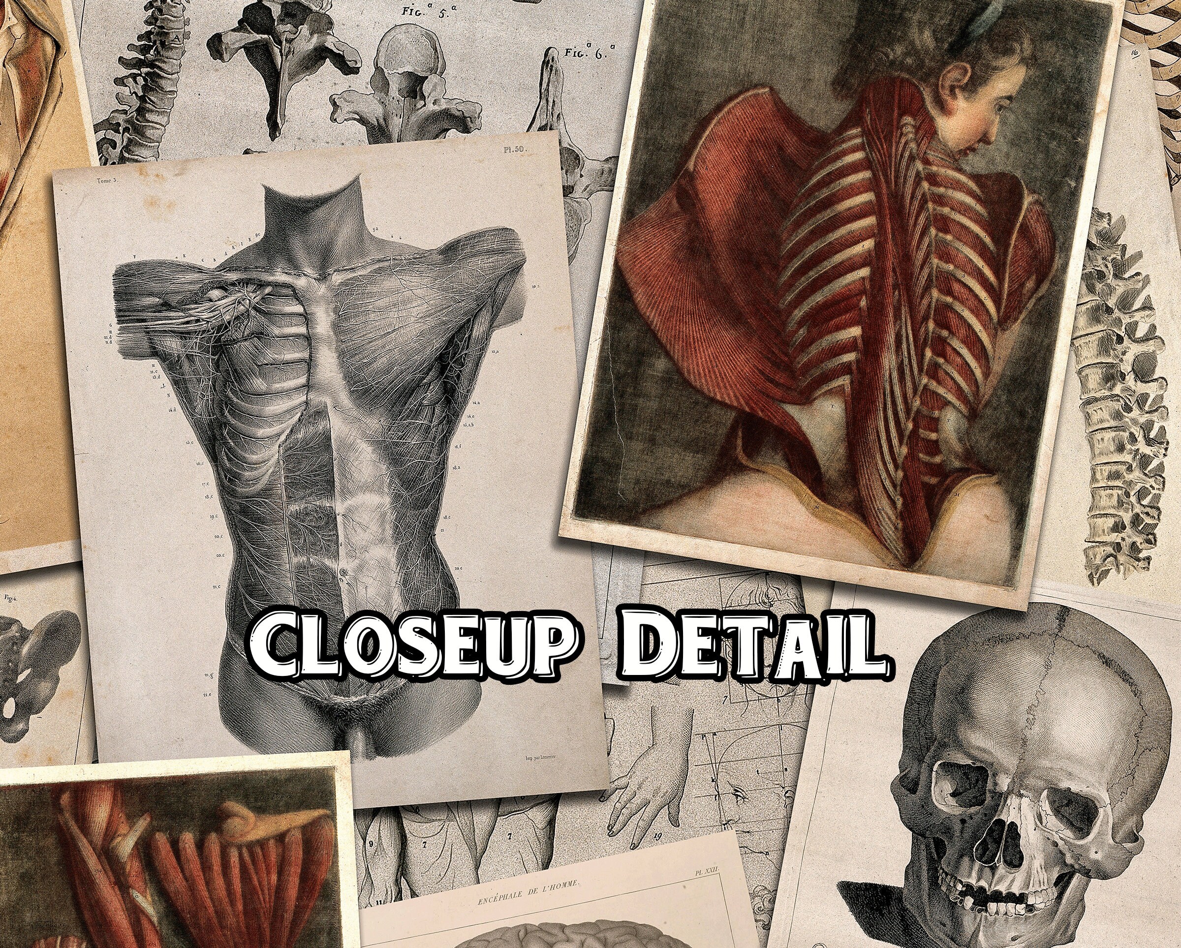 Vintage Human Anatomy Digital Papers / Skeleton Scrapbook Journal ...