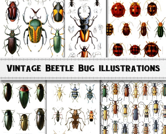 Vintage Beetle Bug Insect Illustration Images / Digital - Etsy