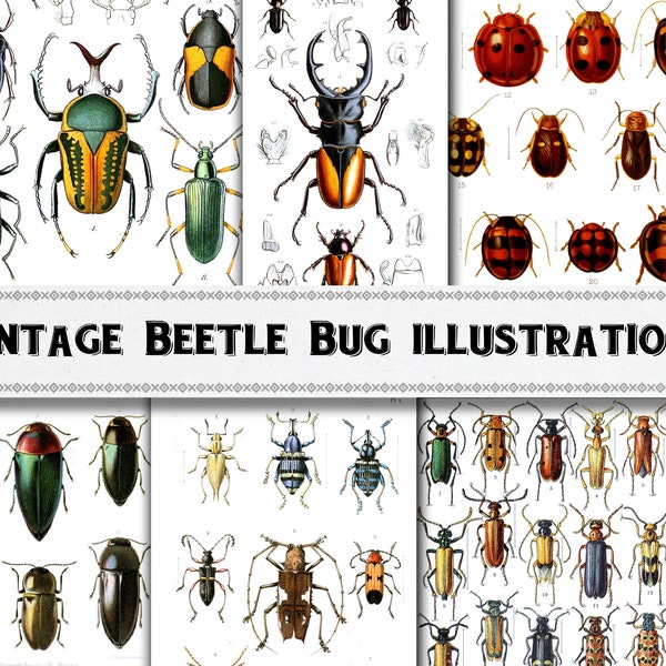 Insect Illustration - Etsy