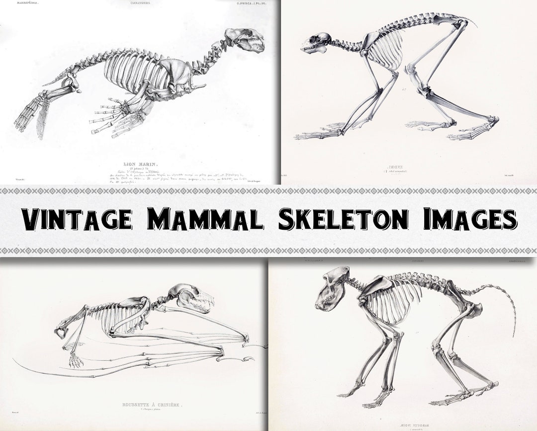 Vintage Mammal Skeleton Image Collection / Digital Download / - Etsy