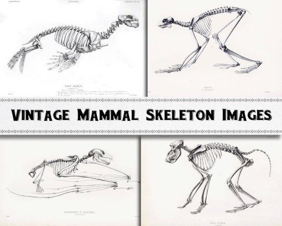 Vintage Mammal Skeleton Image Collection / Digital Download / | Etsy