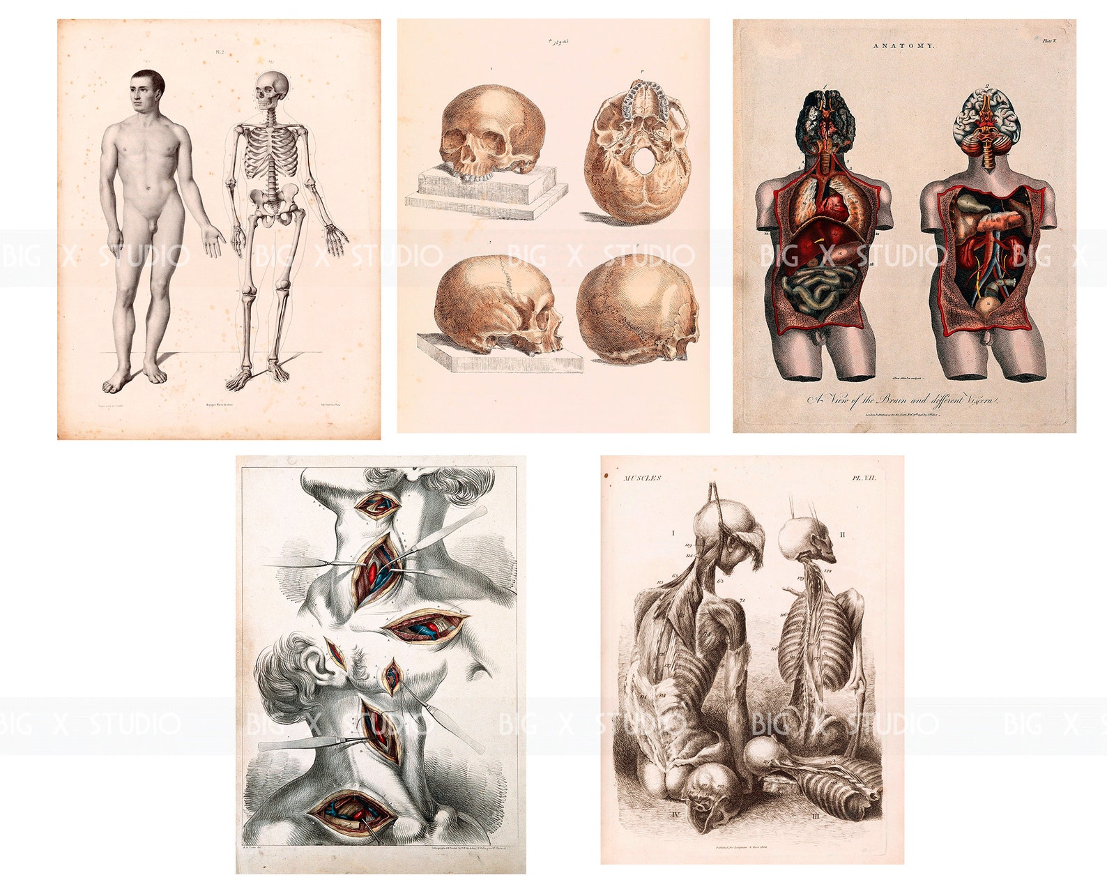 Anatomical Chart Drawing Images Set 2 / Digital Download / - Etsy