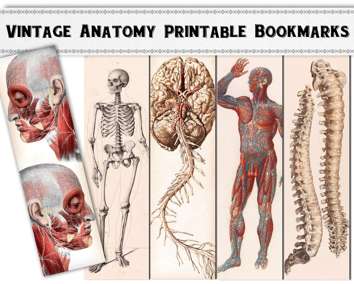 Vintage Anatomy Printable Bookmarks / Digital Download / - Etsy