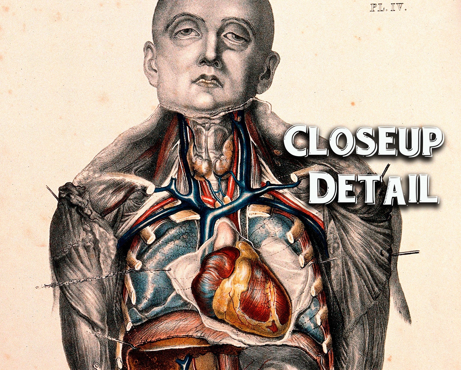 Anatomical Chart Drawing Images Set 2 / Digital Download / - Etsy