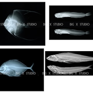 Sea Creature Skeleton X-ray Images / Digital Download / Commercial Use ...