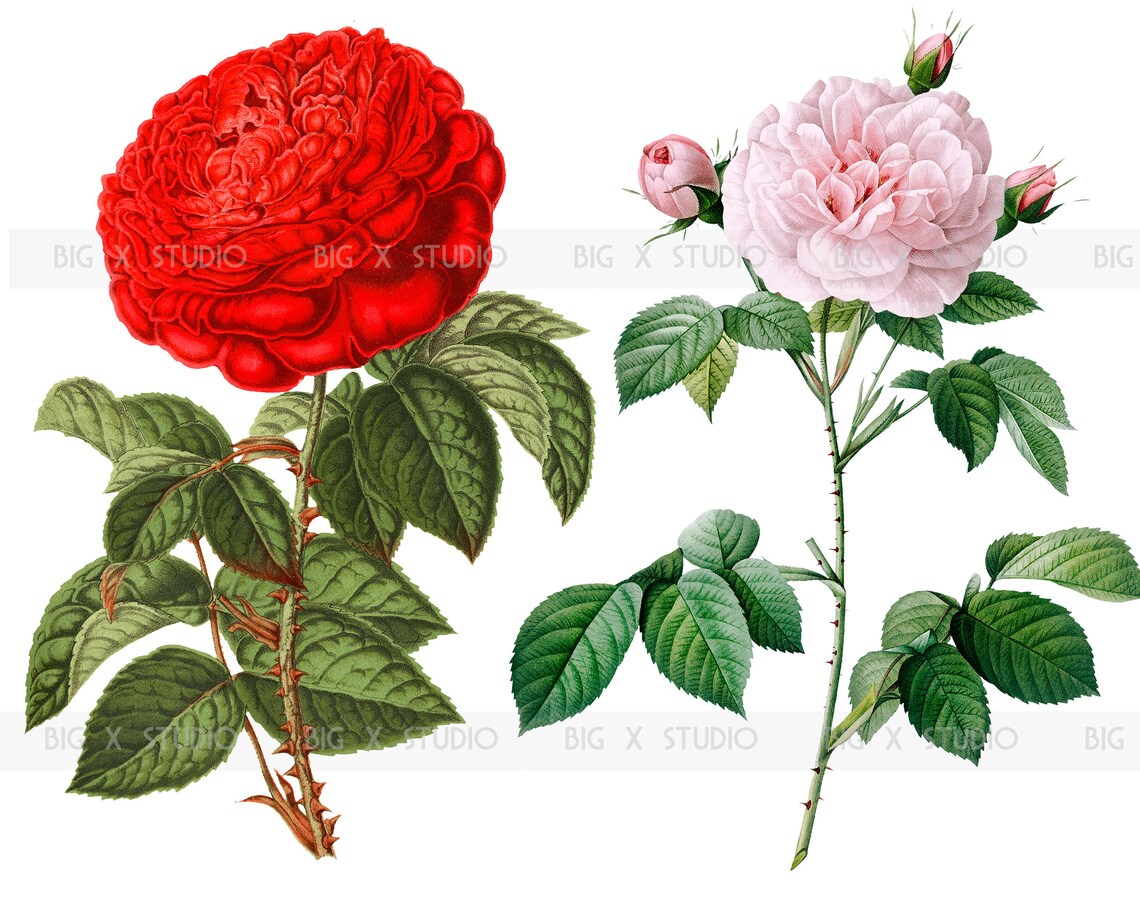 Vintage Rose Illustration PNG Images / Digital Download / - Etsy