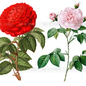Vintage Rose Illustration PNG Images / Digital Download / Commercial ...