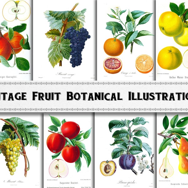 Botanical Fruit - Etsy