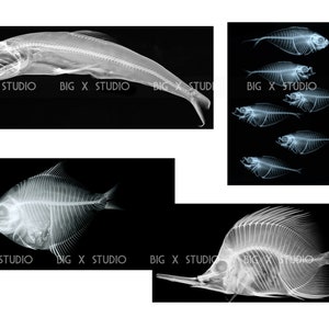 Sea Creature Skeleton X-ray Images / Digital Download / Commercial Use ...