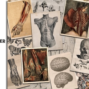 Vintage Human Anatomy Digital Papers / Skeleton Scrapbook Journal ...