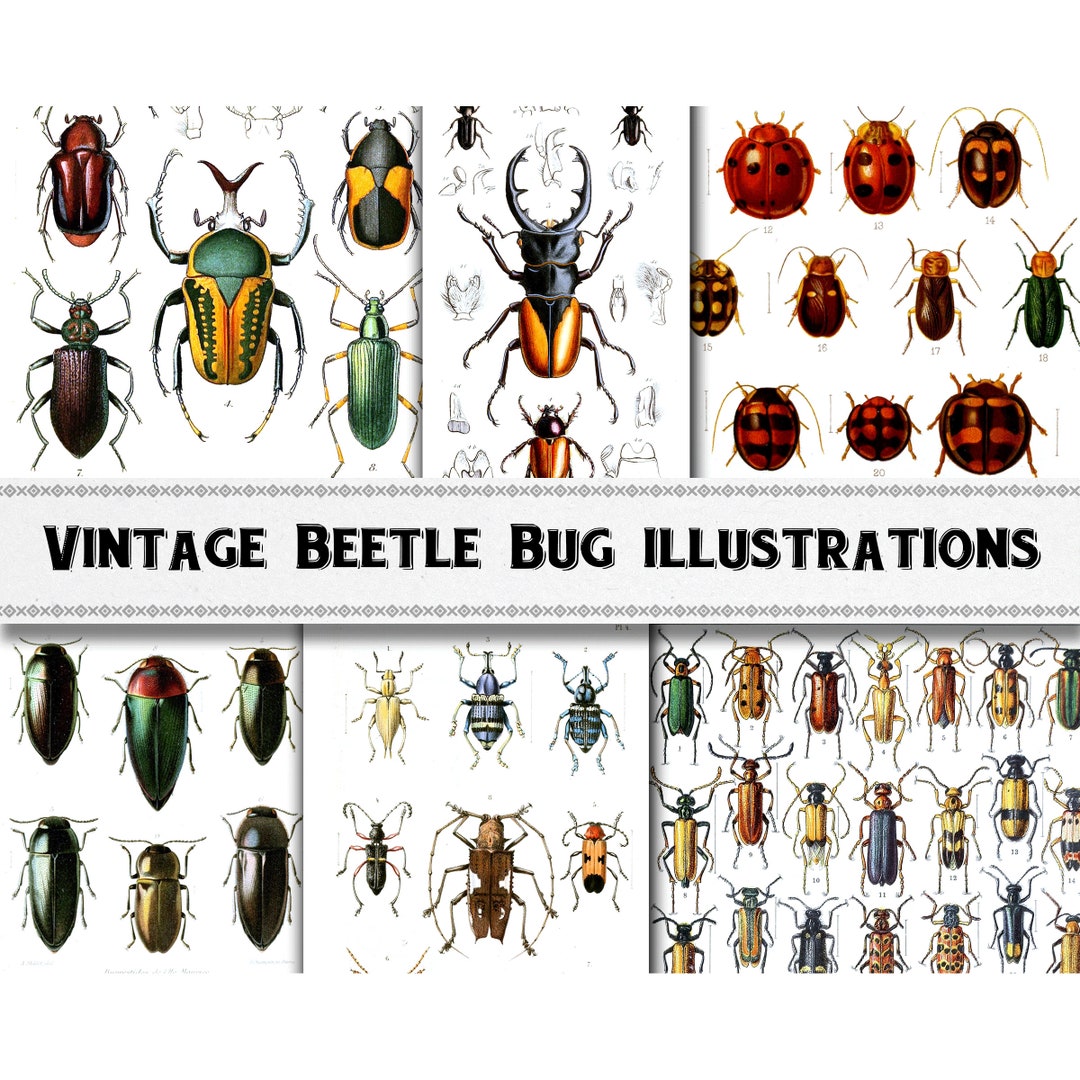 Vintage Beetle Bug Insect Illustration Images / Digital Download ...