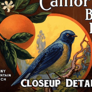 Citrus Label Images Set 3 / Victorian Ephemera / Commercial Use ...