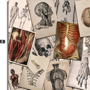 Vintage Human Anatomy Digital Papers / Skeleton Scrapbook Journal ...