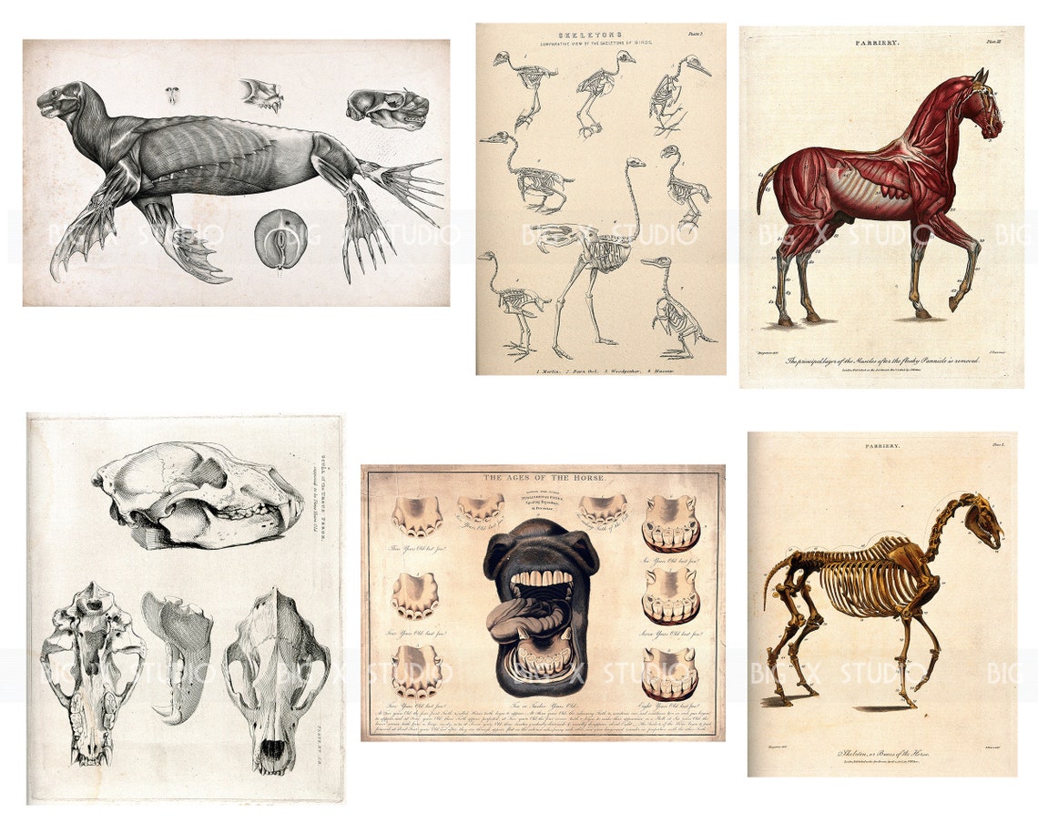 Animal Anatomy Images / Digital Download / Commercial Use / | Etsy