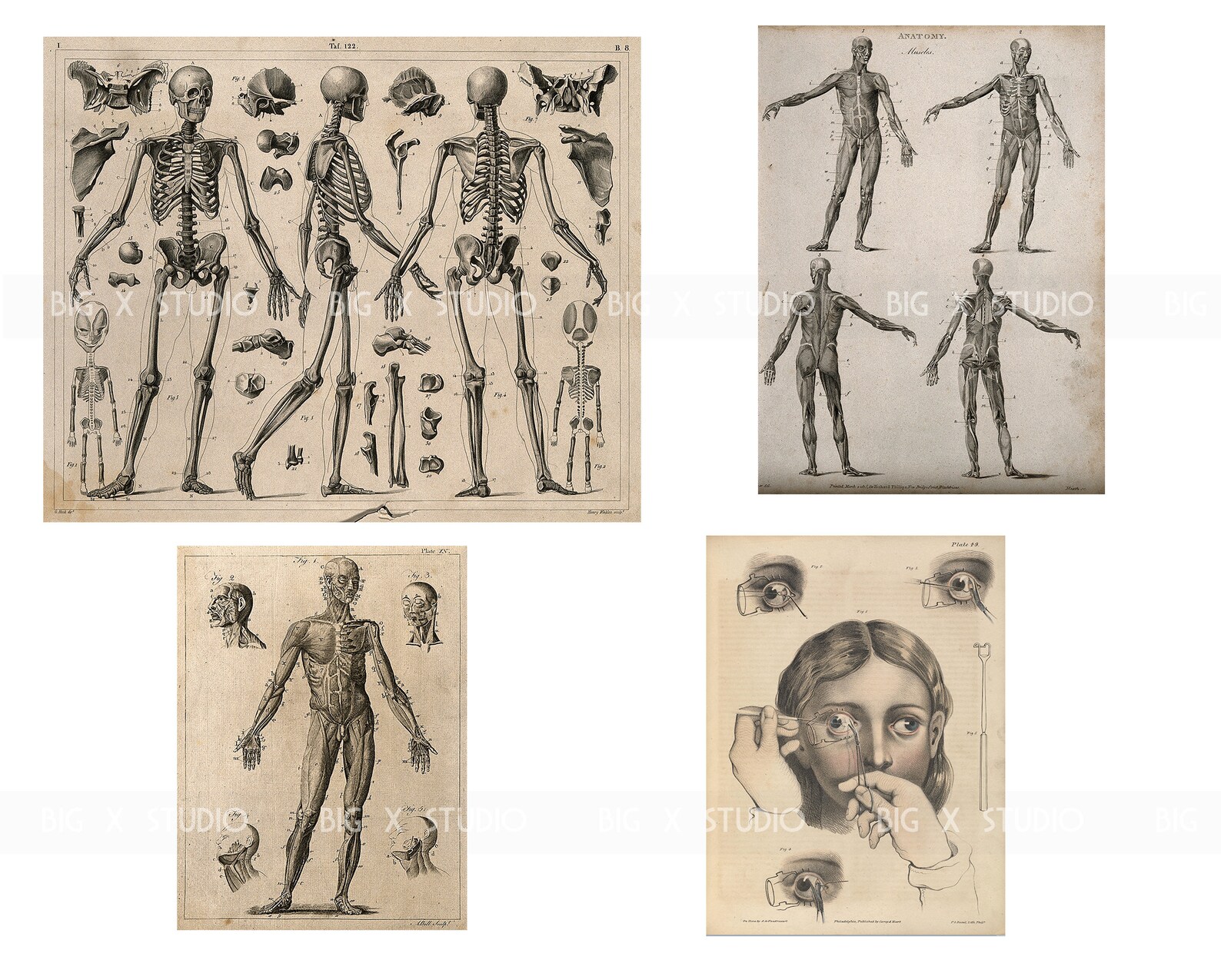 Anatomical Chart Drawing Images / Digital Download / - Etsy