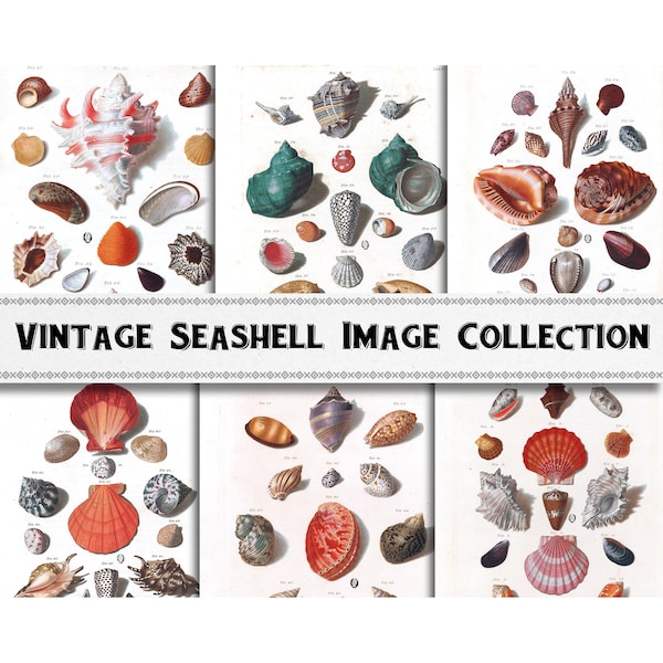Vintage Seashell Art - Etsy
