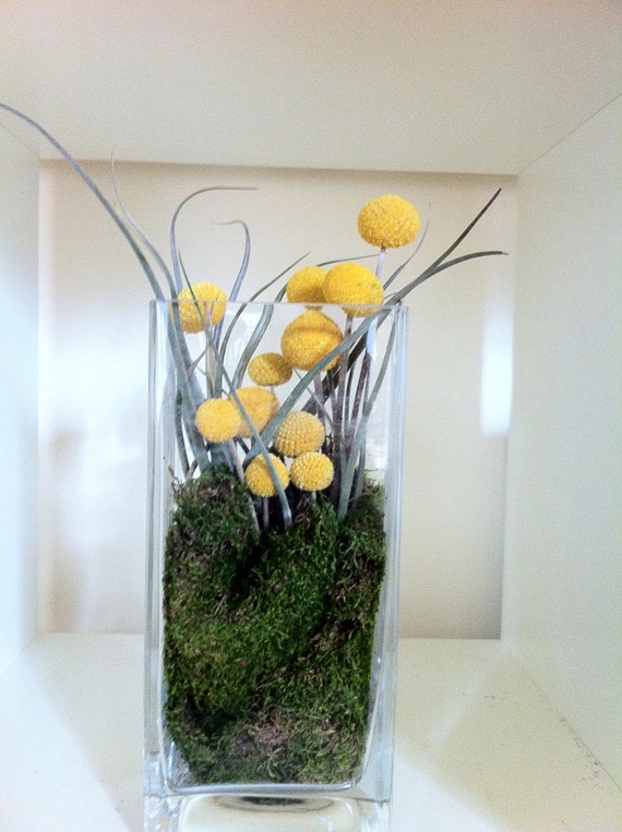 Items similar to Air Plant, Billy Button "Terrarium" Vase on Etsy