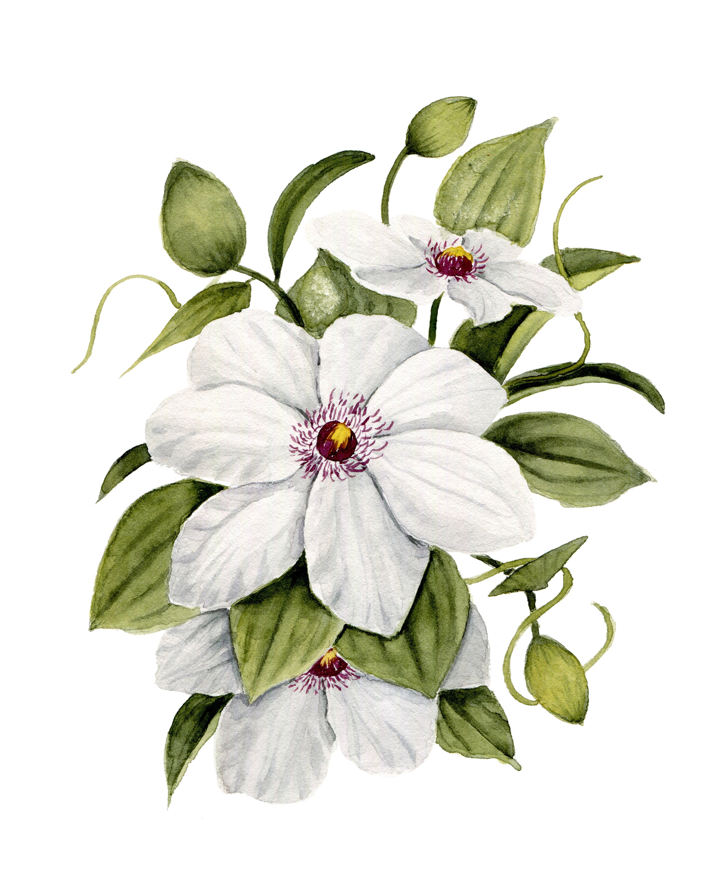 White Clematis Watercolor Print - Etsy