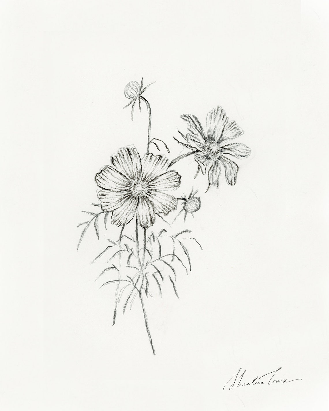 Cosmos No. 1 Pencil Drawing fine Art Print - Etsy