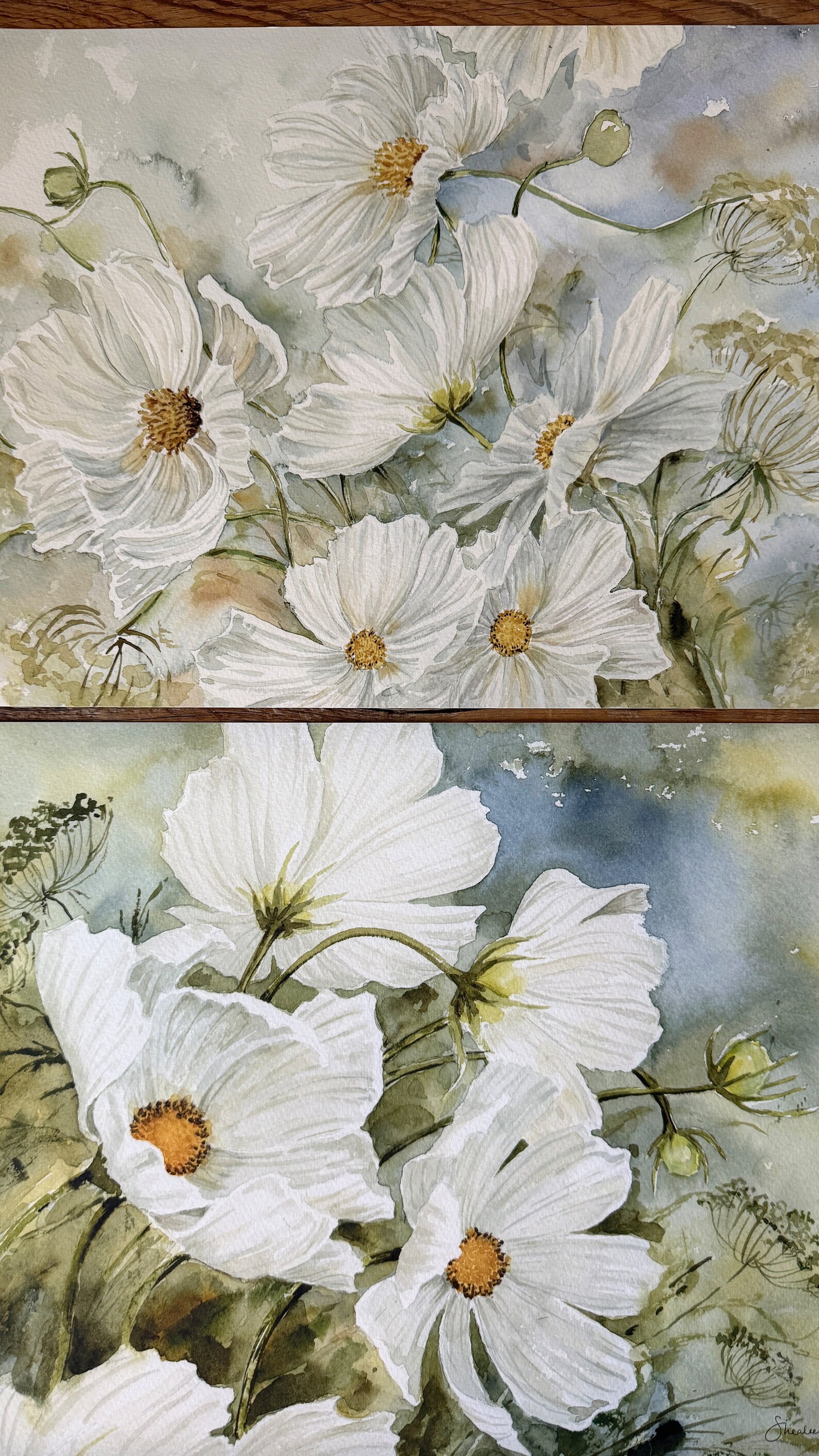 Soft White Cosmos Botanical Watercolor Art Print Cosmo Flower Wall ...