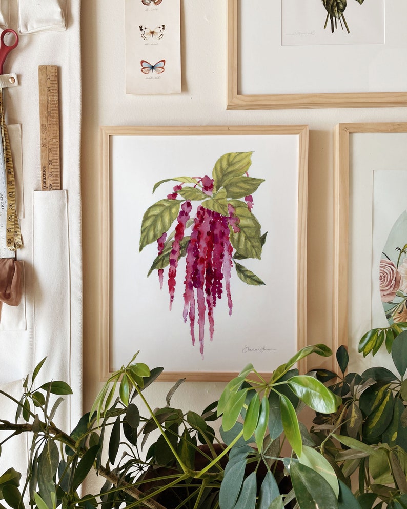 Amaranth (love Lies Bleeding Flowers) Botanical Art Print - Etsy