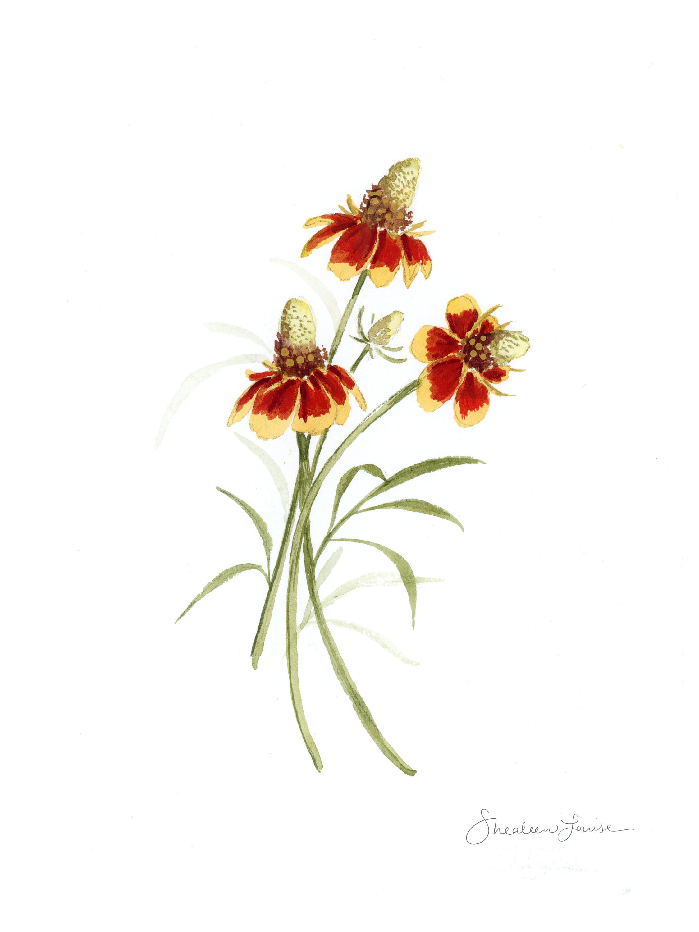 Mexican Hat Floral Watercolor Print - Etsy