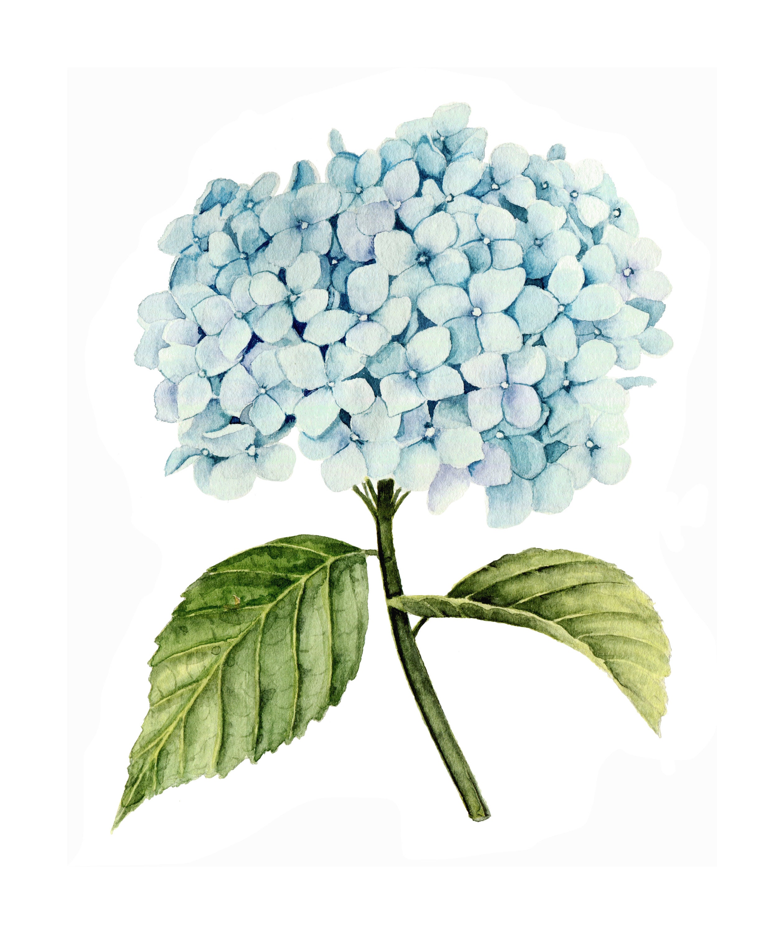 Blue Hydrangea Art Print | Watercolor Artwork | Floral Home Decor | - Etsy