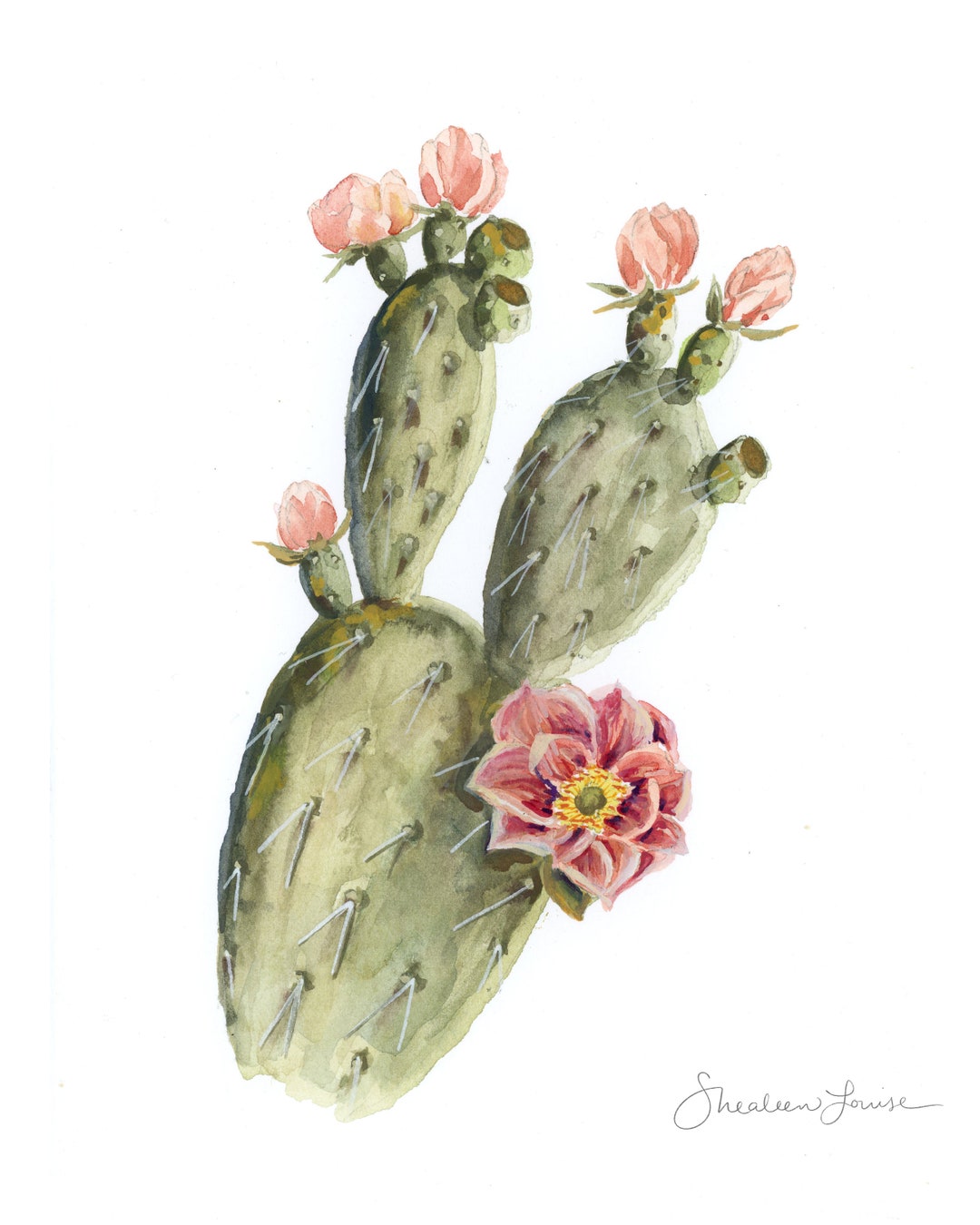Prickly Pear Cactus With Pink Blooms Botanical Watercolor Print - Etsy