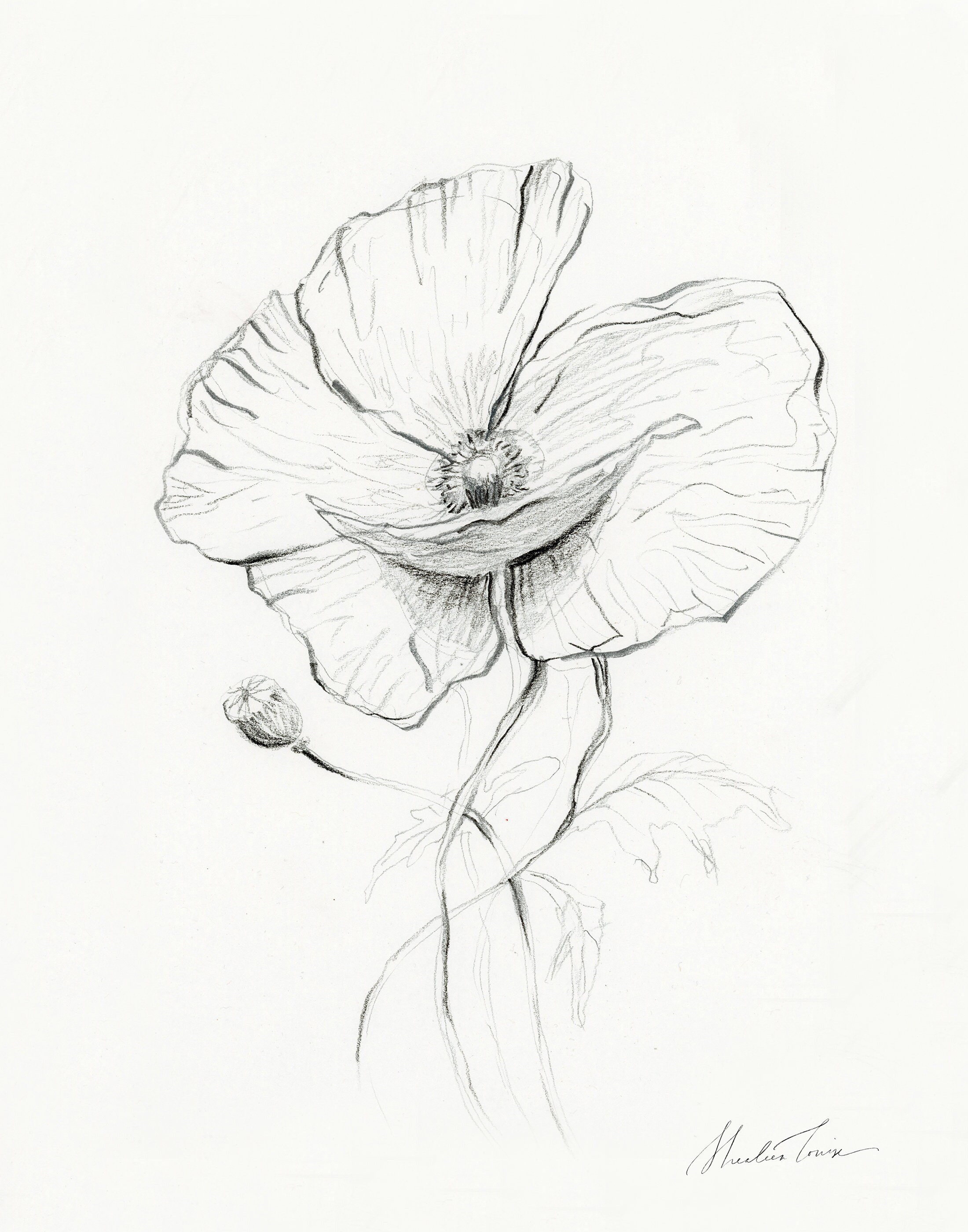 Poppy Pencil Drawing — fine Art Print - Etsy