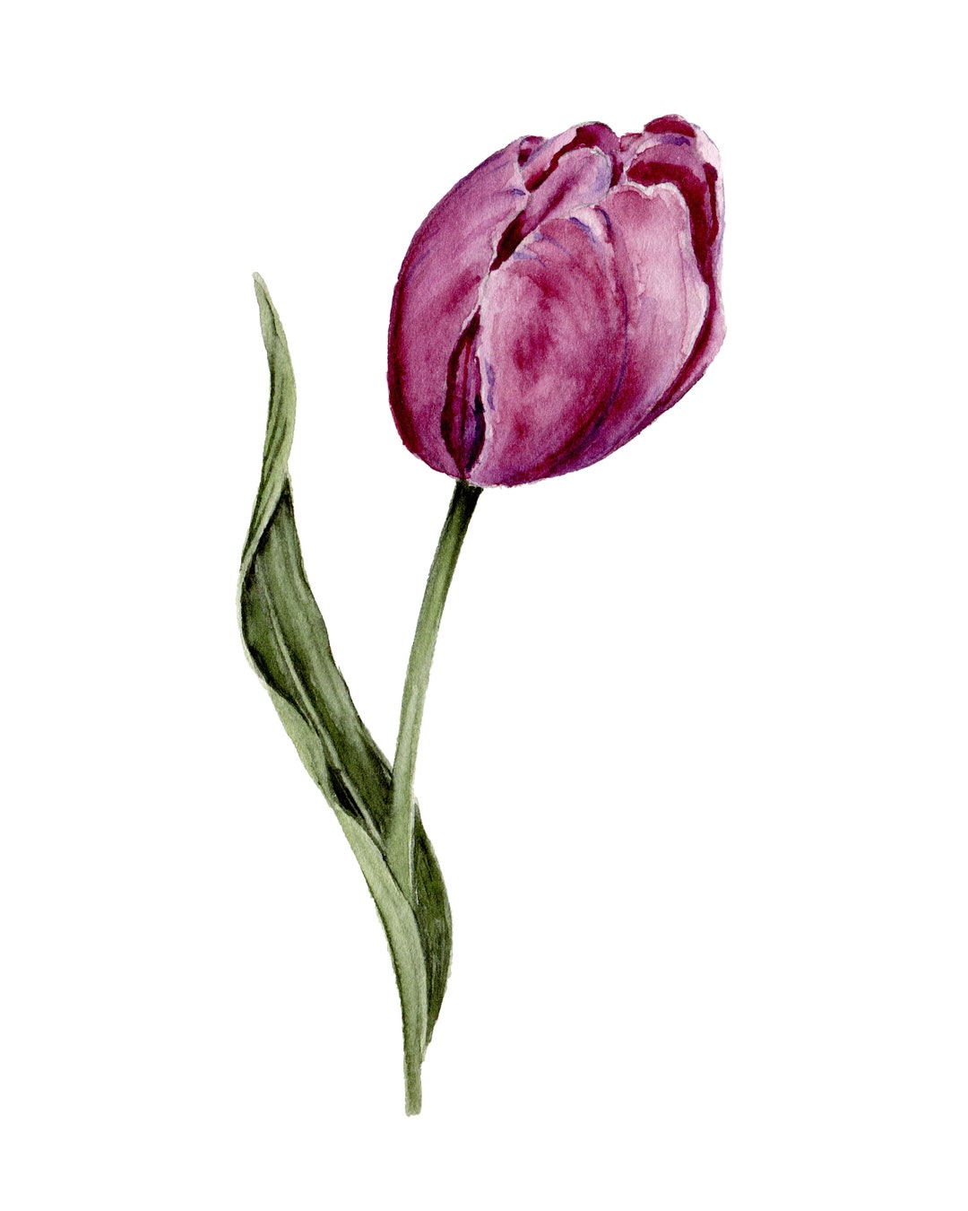 Purple Tulip Watercolor Print - Etsy