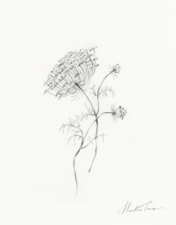 Queen Anne's Lace Pencil Drawing fine Art Print - Etsy