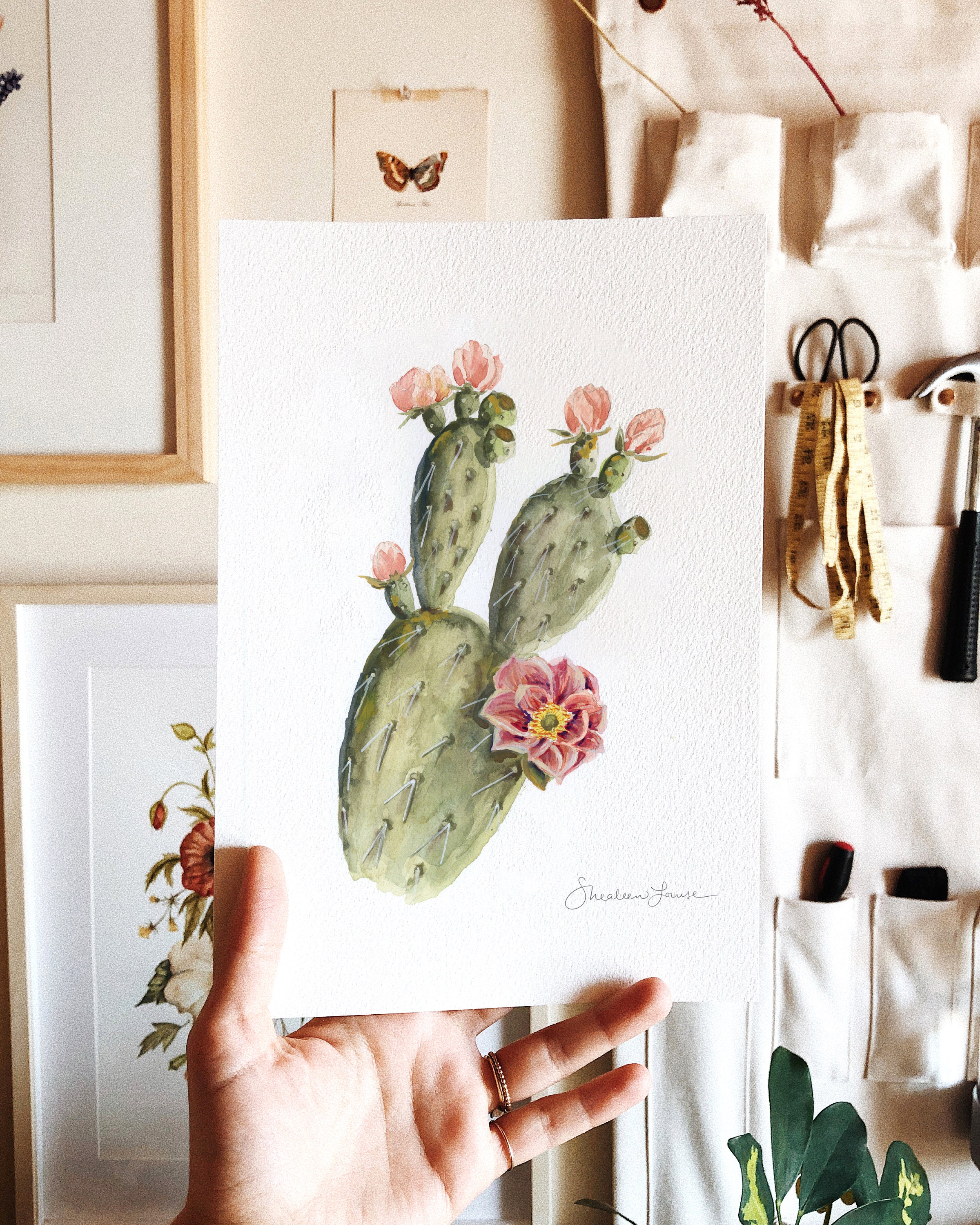 Prickly Pear Cactus With Pink Blooms Botanical Watercolor Print - Etsy