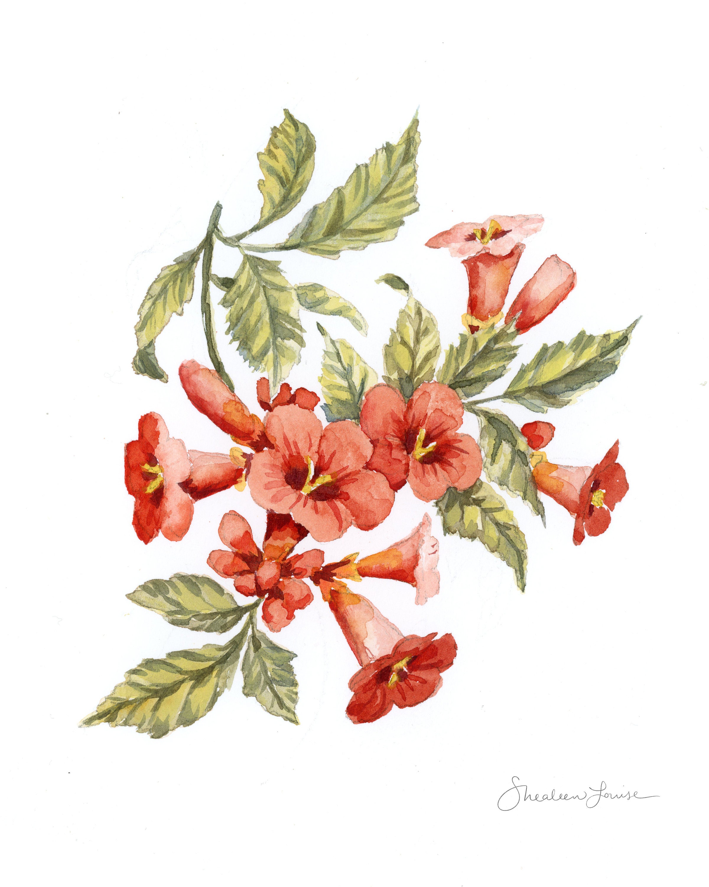 Trumpet Vine Bell Flowers Botanical Watercolor Print - Etsy