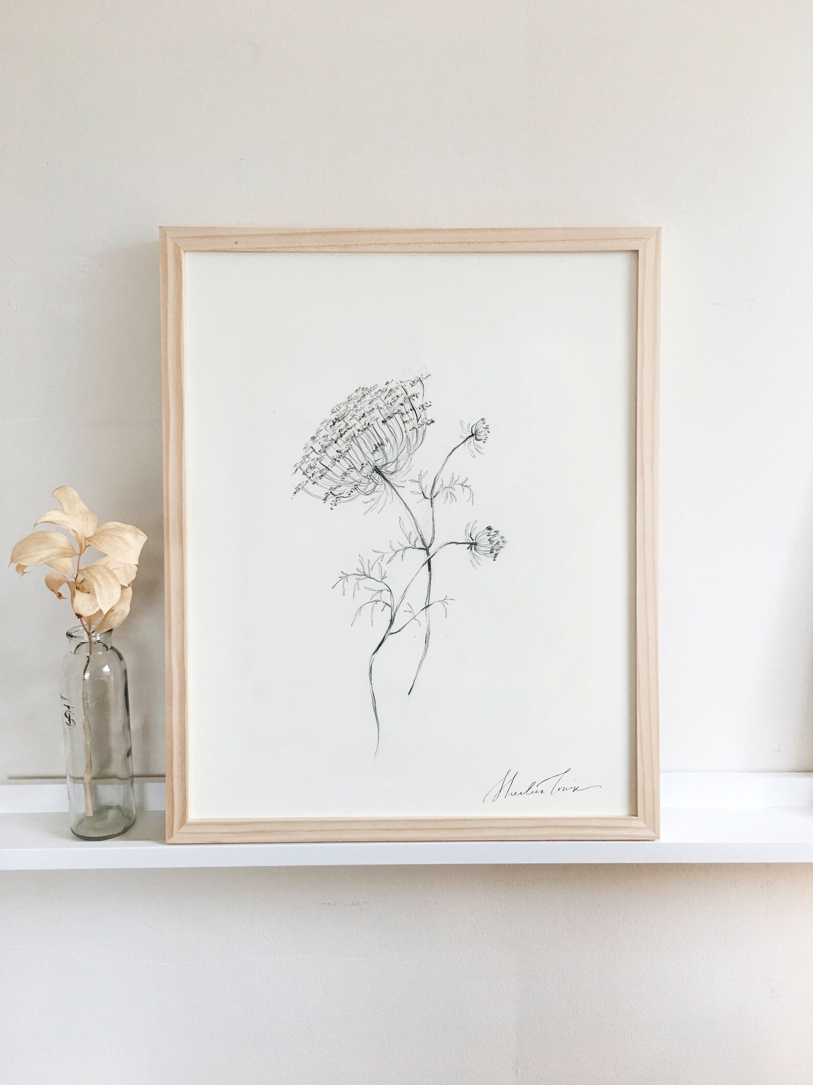 Queen Anne's Lace Pencil Drawing — fine Art Print - Etsy