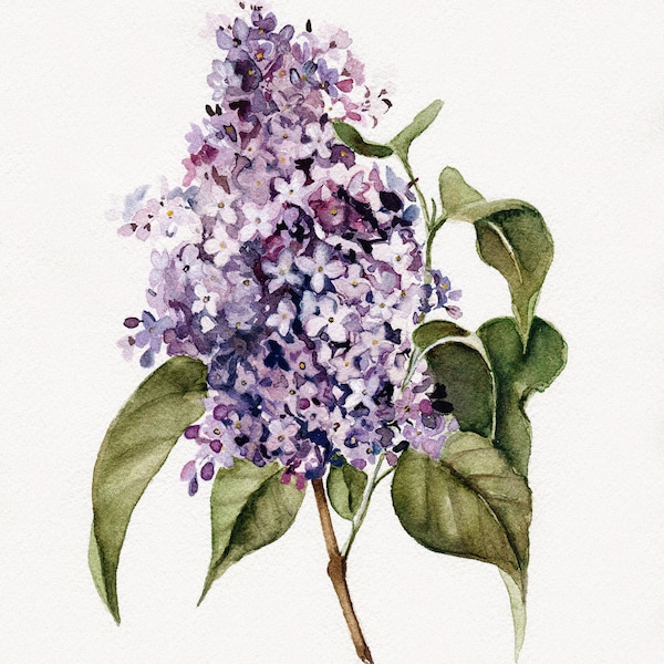Lilac Print - Etsy