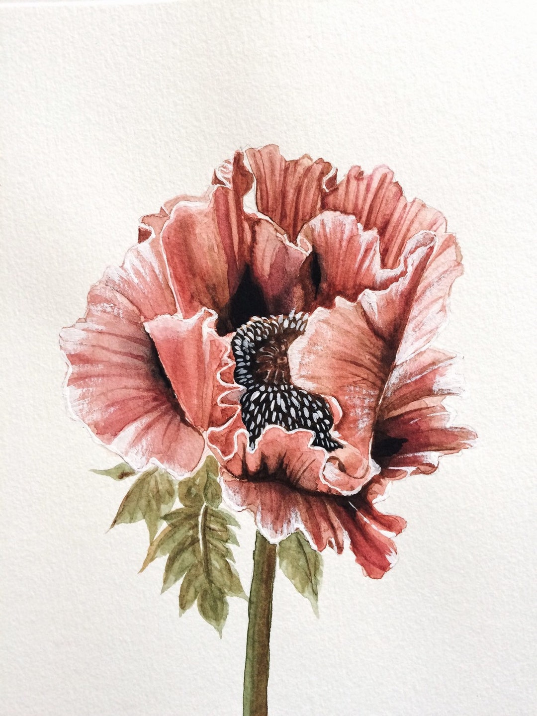 Pink Poppy — Fine Art Watercolor Print - Etsy