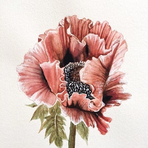 Pink Poppy — Fine Art Watercolor Print - Etsy