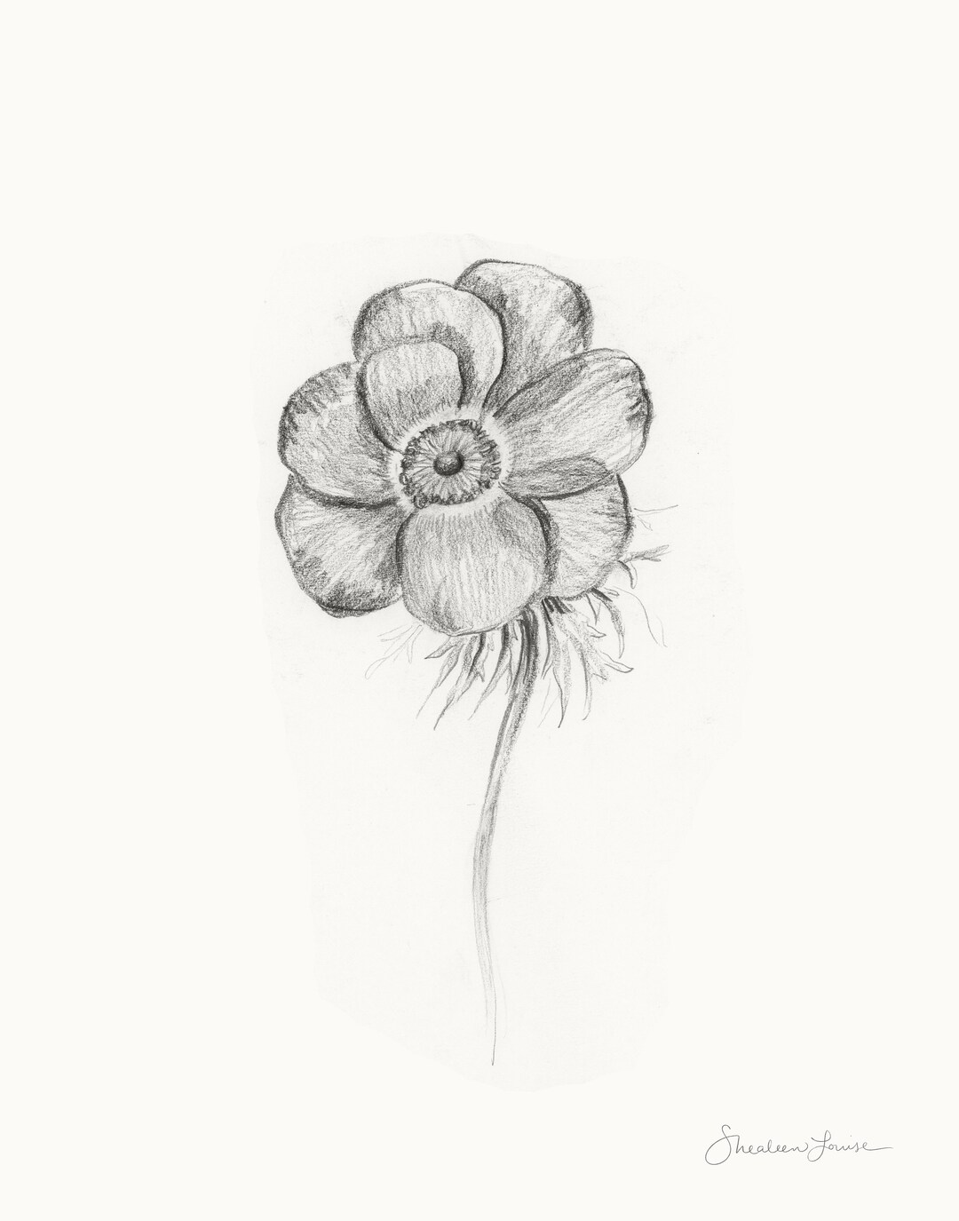 Anemone Pencil Drawing Art Print Simple Floral Home Decor Illustration ...